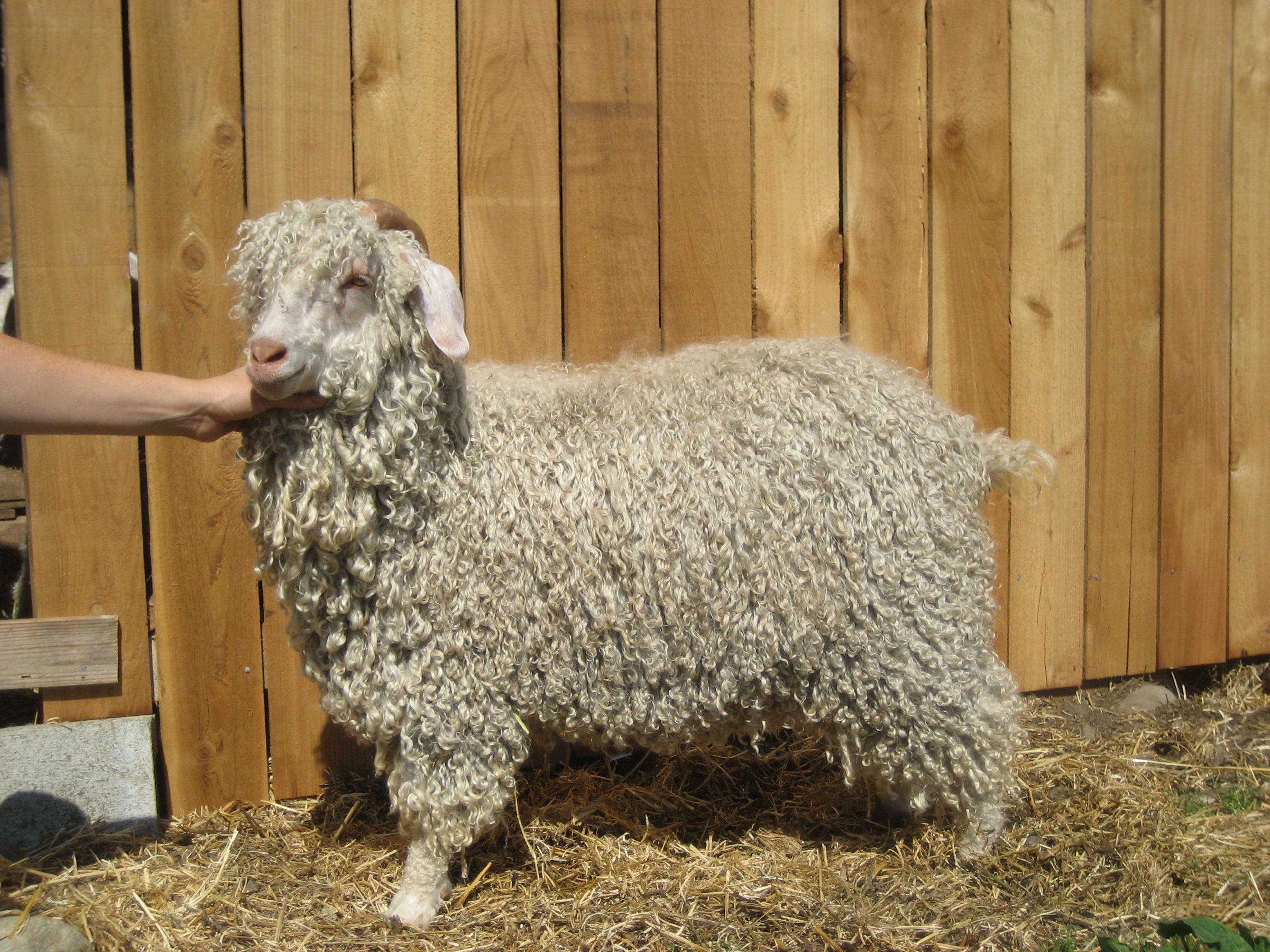 Last Minute Entries for Shepherd’s Extravaganza! – Shepherds Extravaganza